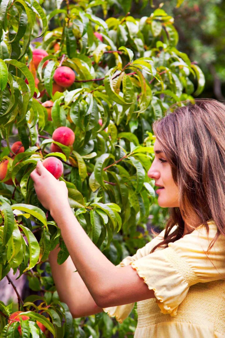 Ultimate Guide to Picking Fruit | A-to-Z - Butter N Thyme