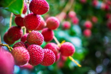 10 Types of Lychee | A-to-Z | Photos