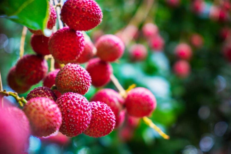 10 Types of Lychee | A-to-Z | Photos