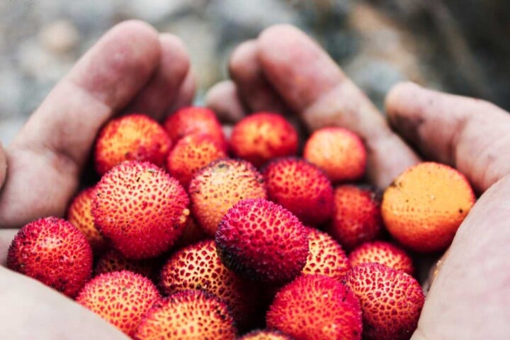 10 Types of Lychee | A-to-Z | Photos