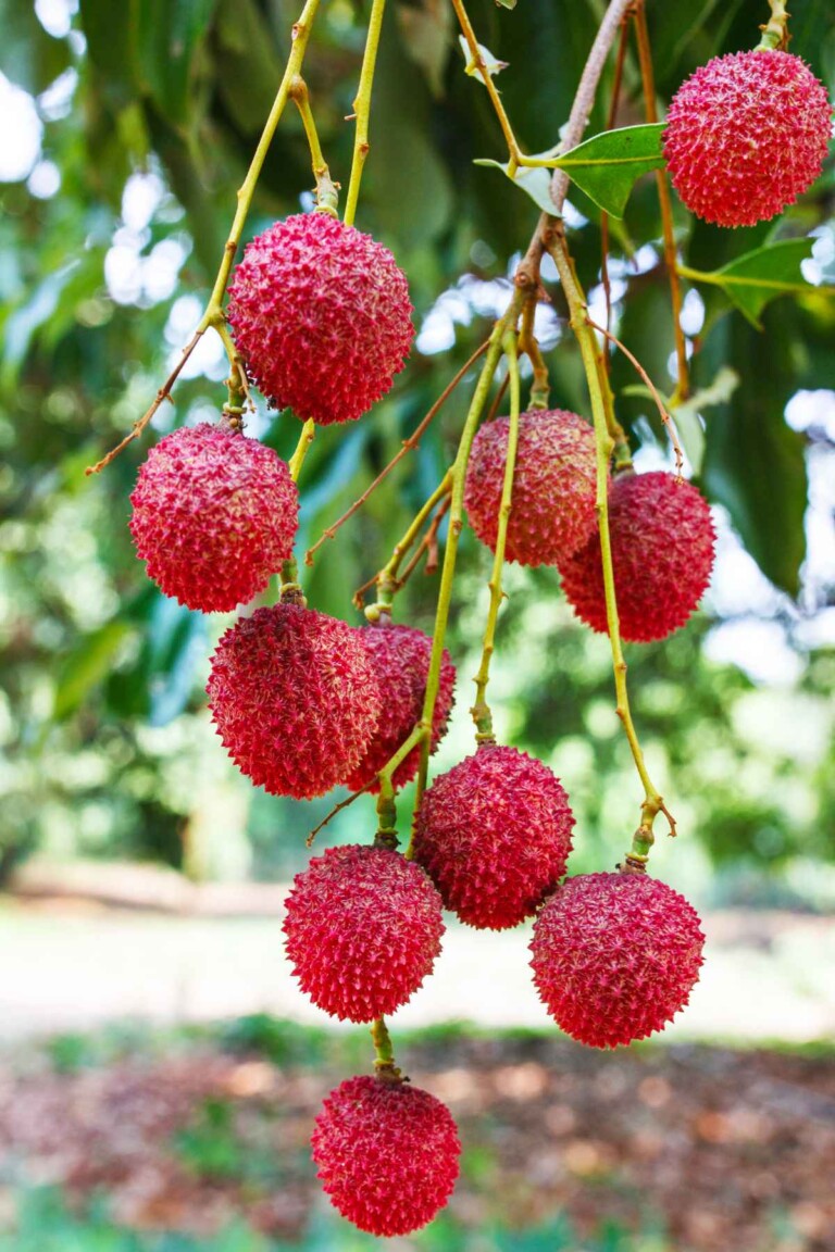 10 Types of Lychee | A-to-Z | Photos