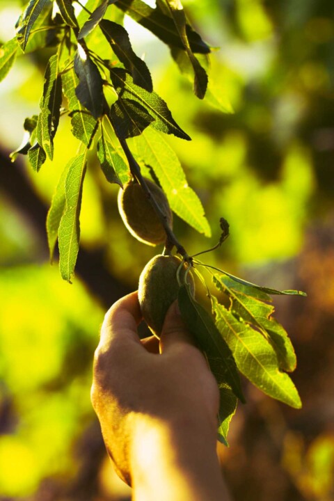 Ultimate Guide to Picking Fruit | A-to-Z - Butter N Thyme