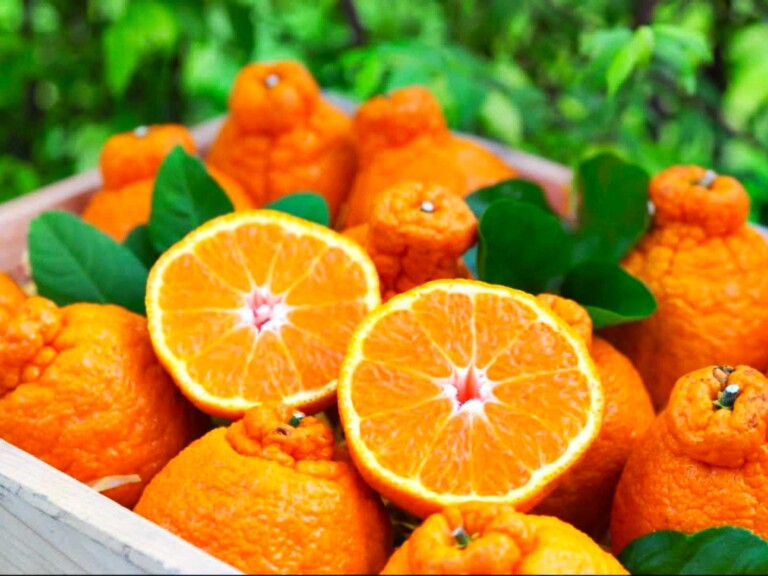 Sumo Oranges 🍊 Everything You Need to Know - Butter N Thyme