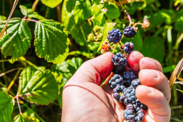 Ultimate Guide to Picking Fruit | A-to-Z - Butter N Thyme