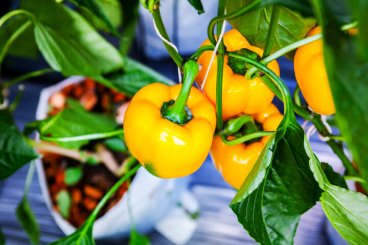Exploring Hybrid and Heirloom Pepper Varieties - Butter N Thyme
