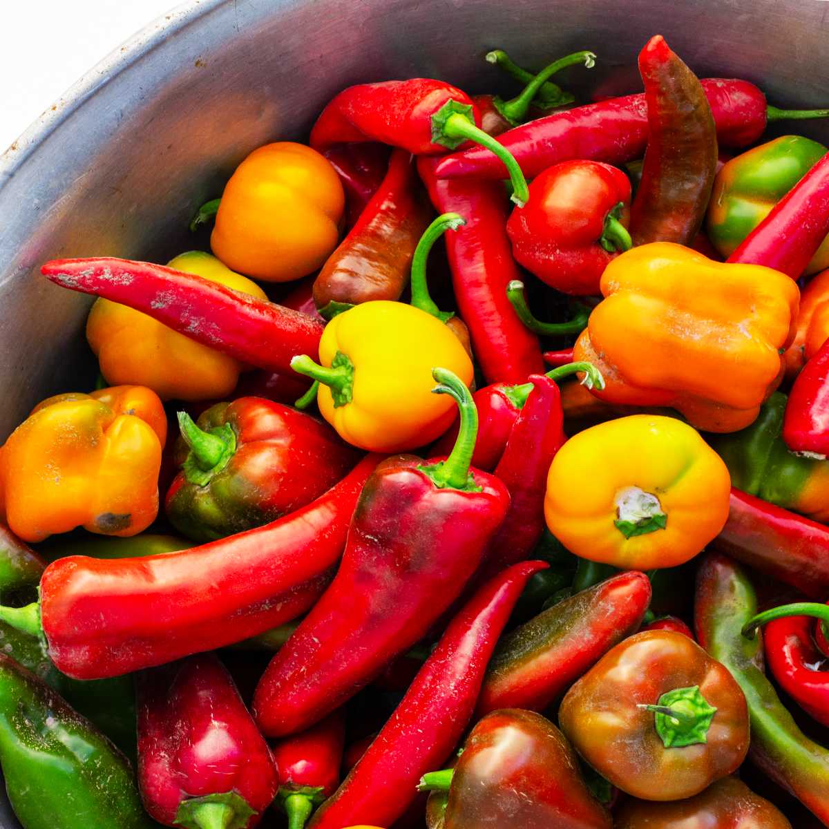 Exploring Hybrid and Heirloom Pepper Varieties - Butter N Thyme