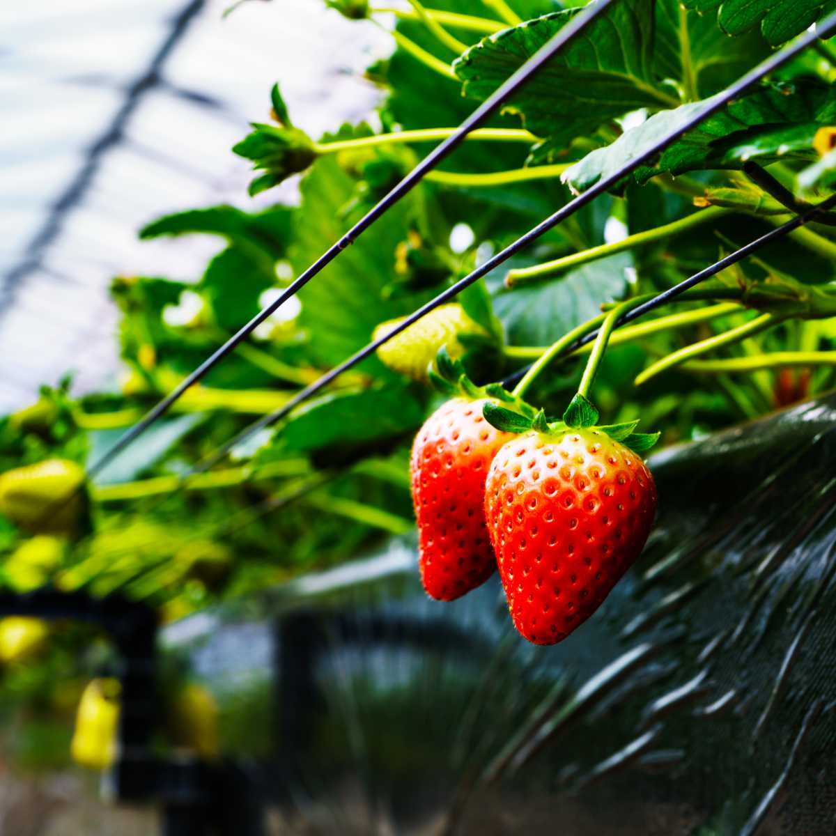 How To Grow Strawberries In Your Home Garden: A Beginner's Guide