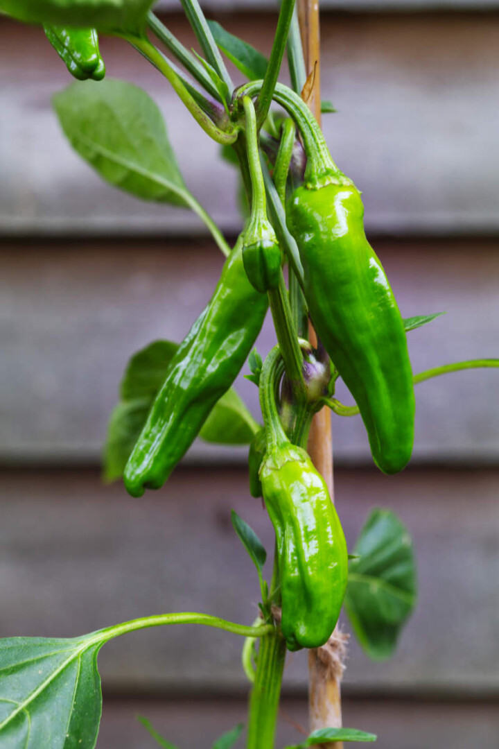 Padron Peppers: A Must-Try for Spicy Food Lovers - Butter N Thyme