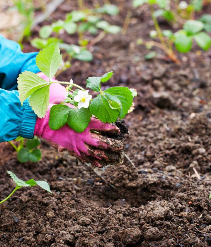 How To Grow Strawberries: A Beginner's Guide