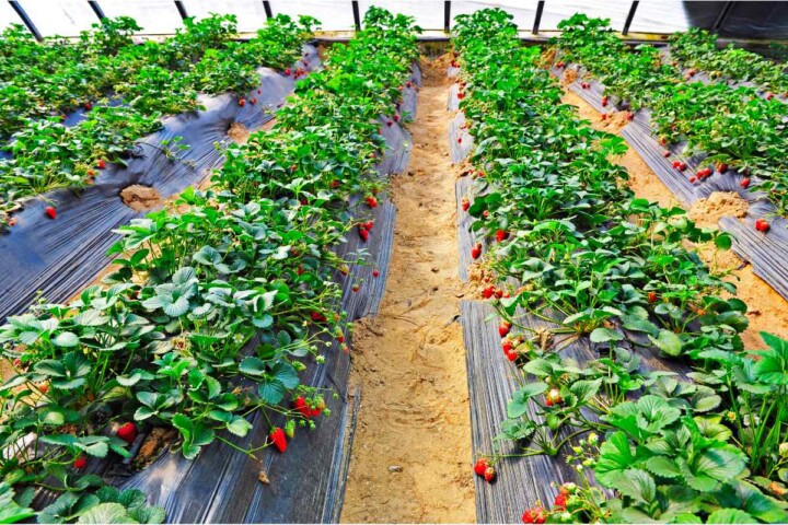 How To Grow Strawberries: A Beginner's Guide