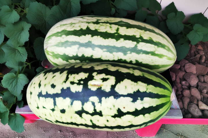 30 Types of Watermelon: A-to-Z (+Photos) - Butter N Thyme