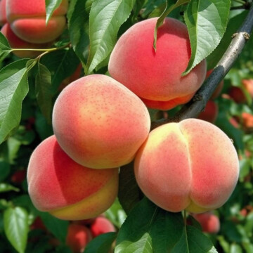50 Types of Peaches: 🍑 A-to-Z (+Photos) - Butter N Thyme