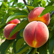 50 Types of Peaches 🍑 A-to-Z | Defined | Photos - Butter N Thyme