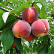 50 Types of Peaches: 🍑 A-to-Z (+Photos) - Butter N Thyme