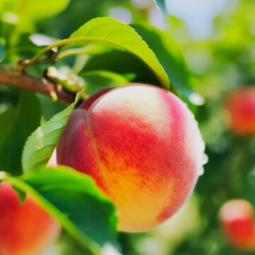 50 Types of Peaches: 🍑 A-to-Z (+Photos) - Butter N Thyme