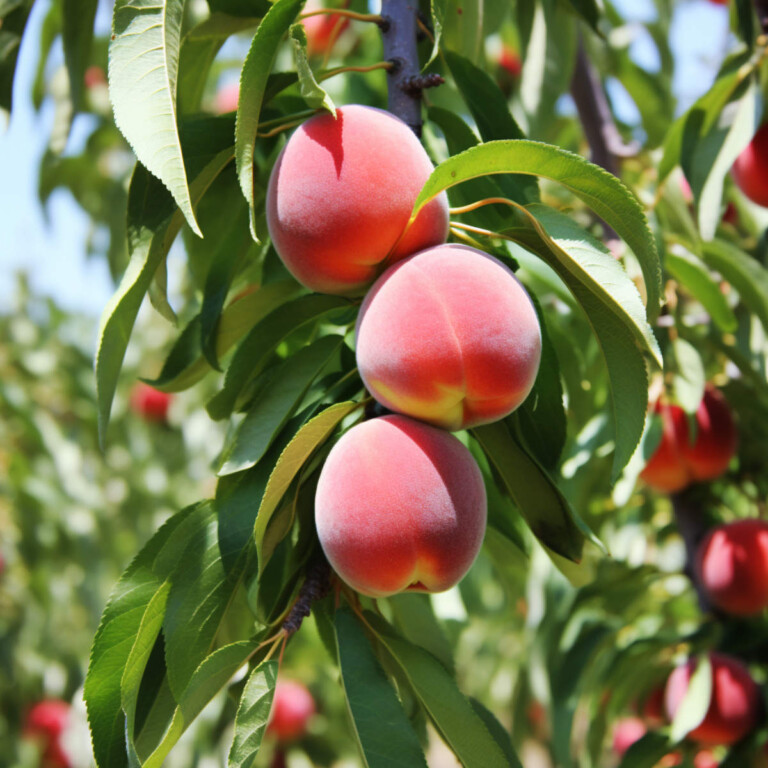 50 Types of Peaches 🍑 A-to-Z | Defined | Photos - Butter N Thyme