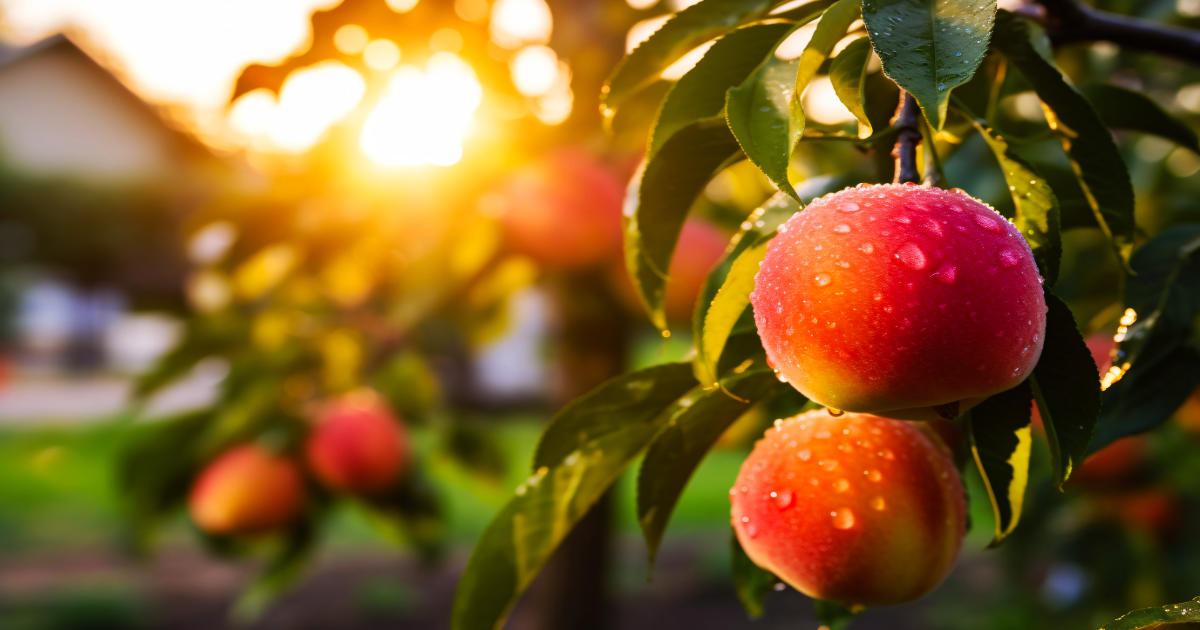 50 Types of Peaches: 🍑 A-to-Z (+Photos) - Butter N Thyme