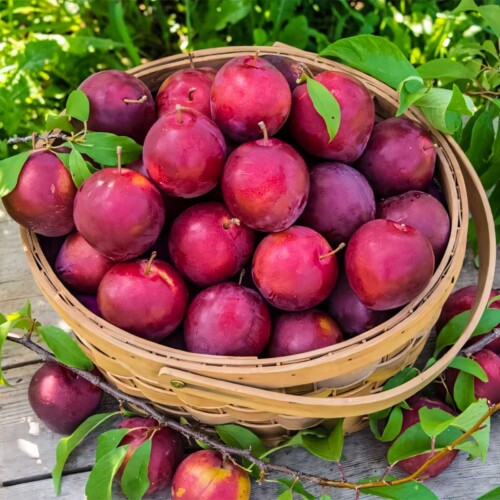 48 Types of Plums: (A-to-Z) Photos - Butter N Thyme