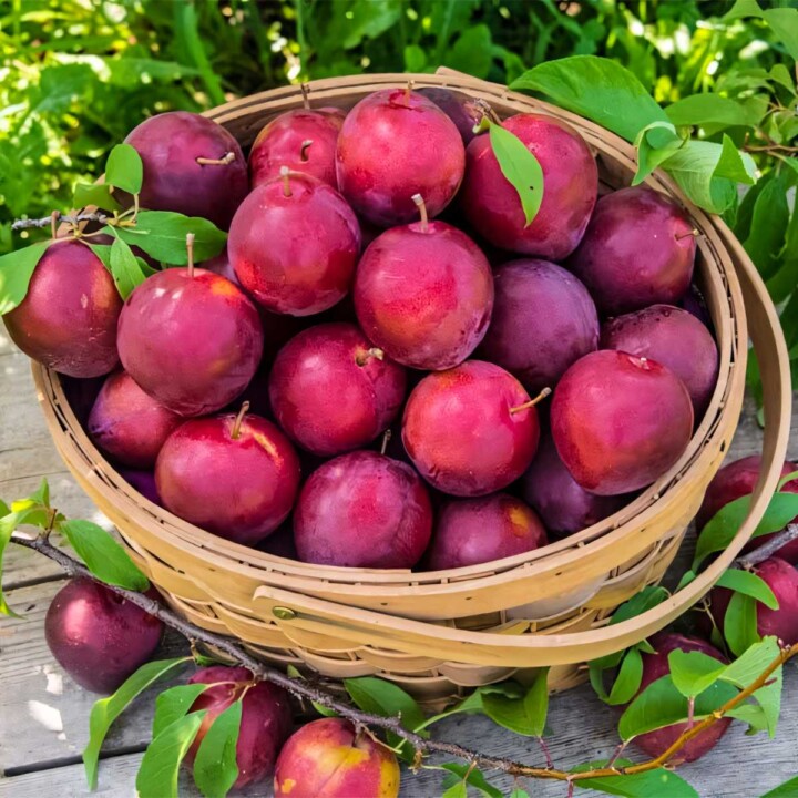48 Types of Plums: (A-to-Z) Photos - Butter N Thyme