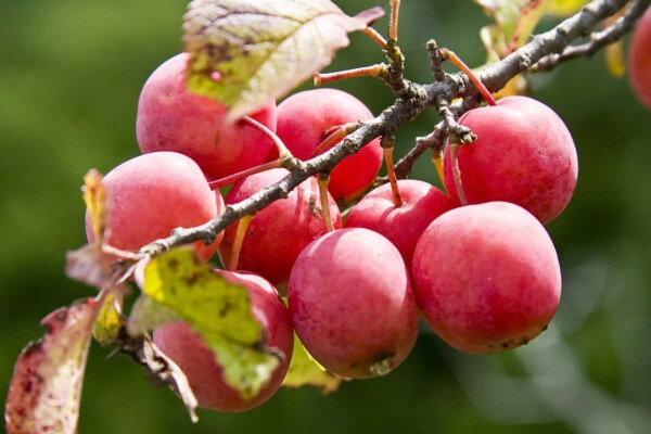 48 Types of Plums: (A-to-Z) Photos - Butter N Thyme
