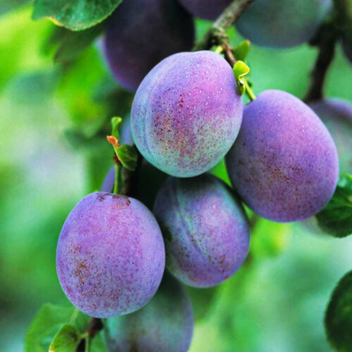 48 Types of Plums: (A-to-Z) Photos - Butter N Thyme