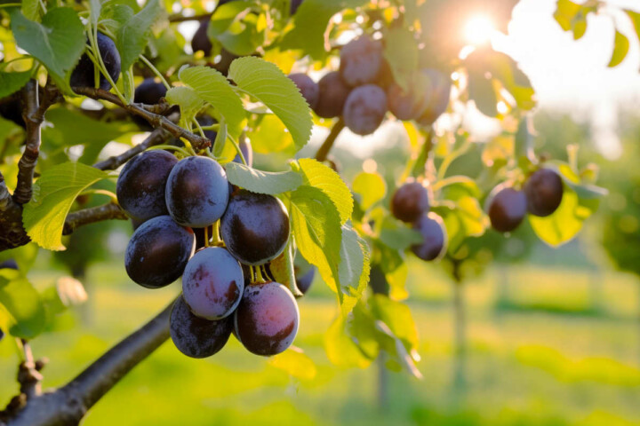 48 Types of Plums: (A-to-Z) Photos - Butter N Thyme