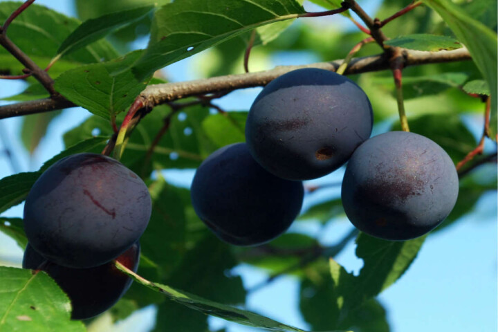 48 Types of Plums: (A-to-Z) Photos - Butter N Thyme