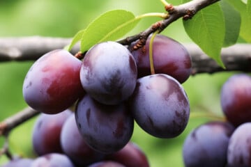 48 Types of Plums: (A-to-Z) Photos - Butter N Thyme