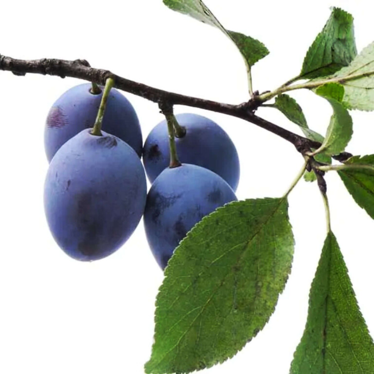 48 Types of Plums: (A-to-Z) Photos - Butter N Thyme