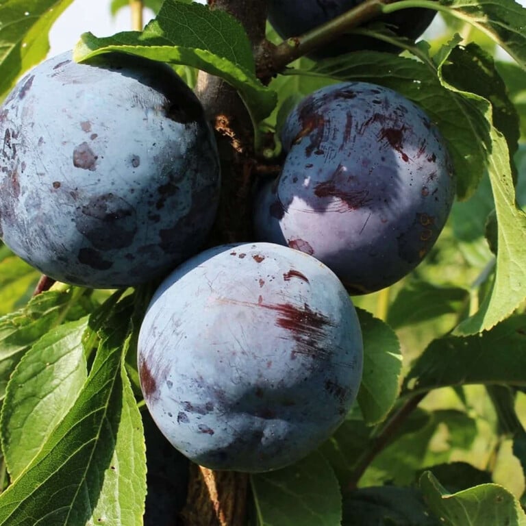 48 Types of Plums: (A-to-Z) Photos - Butter N Thyme