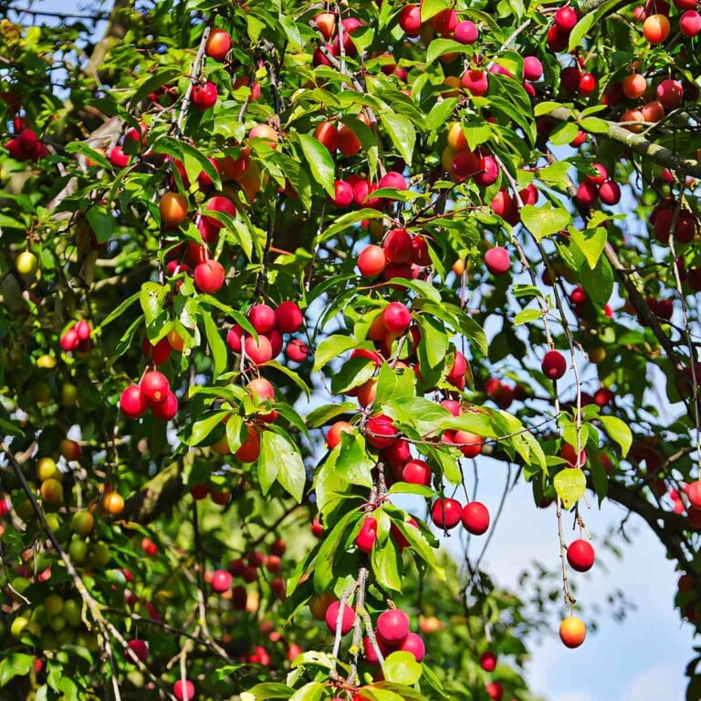 48 Types of Plums: (A-to-Z) Photos - Butter N Thyme
