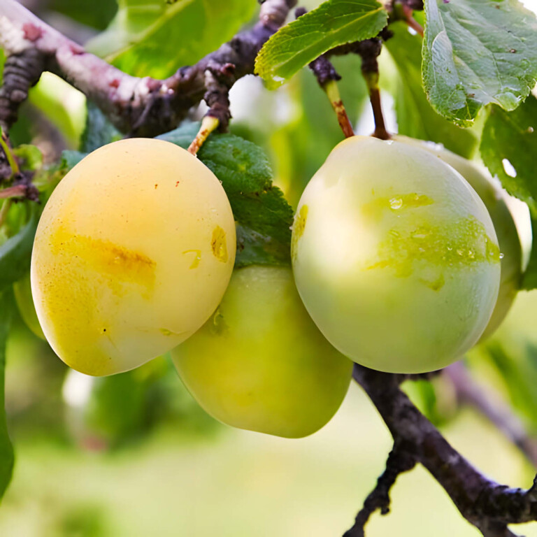 48 Types of Plums: (A-to-Z) Photos - Butter N Thyme