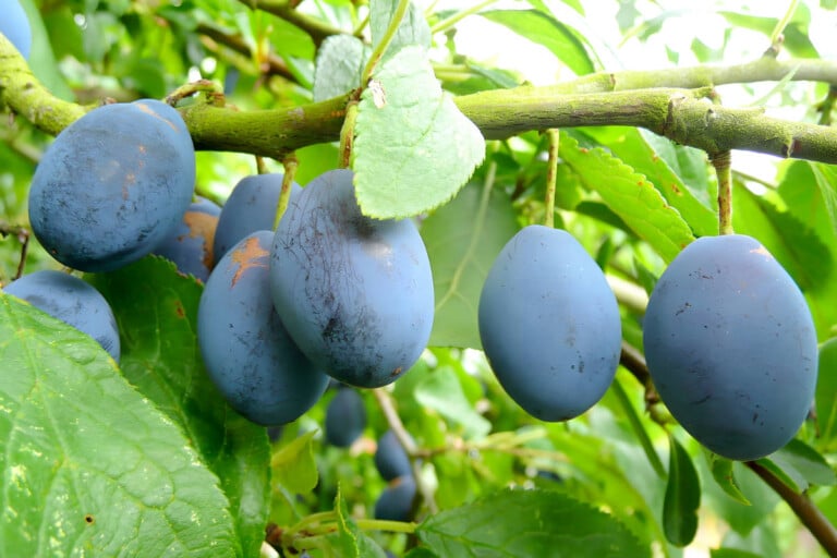 47 Types of Plums: A-to-Z Guide With Photos