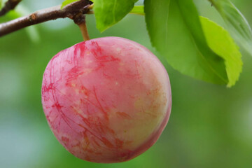 48 Types of Plums: (A-to-Z) Photos - Butter N Thyme