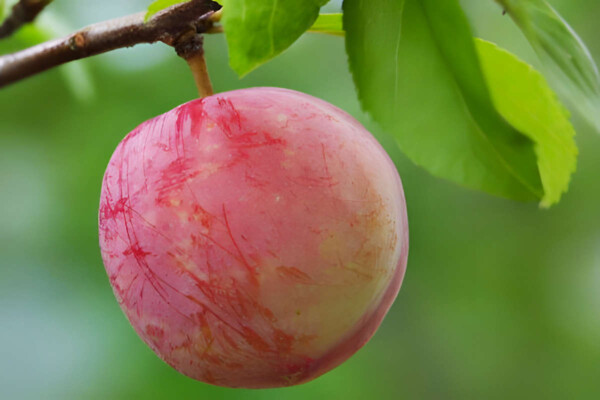 48 Types of Plums: (A-to-Z) Photos - Butter N Thyme