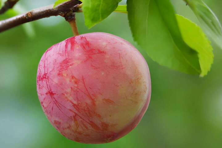 48 Types of Plums: (A-to-Z) Photos - Butter N Thyme