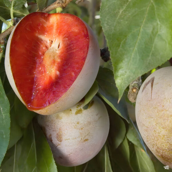 47 Types of Plums: A-to-Z Guide With Photos