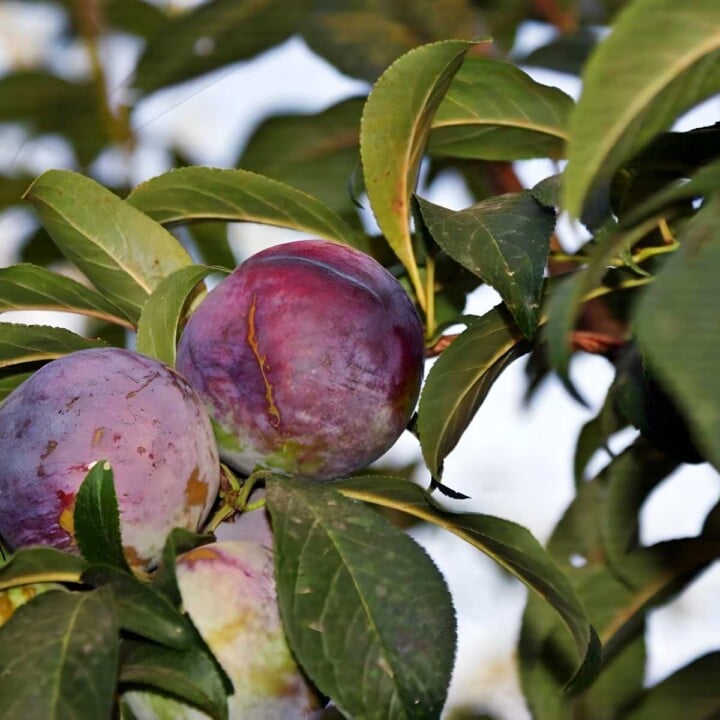 47 Types of Plums: A-to-Z Guide With Photos