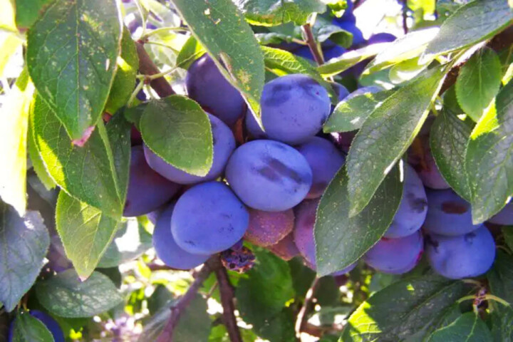 How Many Plums In Pound, Cup, Quart