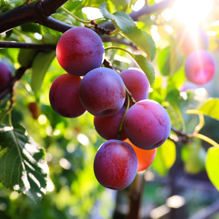 How Many Plums In A Pound? Cups, Quart & Weight Chart