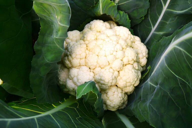 36 Types of Cauliflower | A-to-Z | Photos - Butter N Thyme