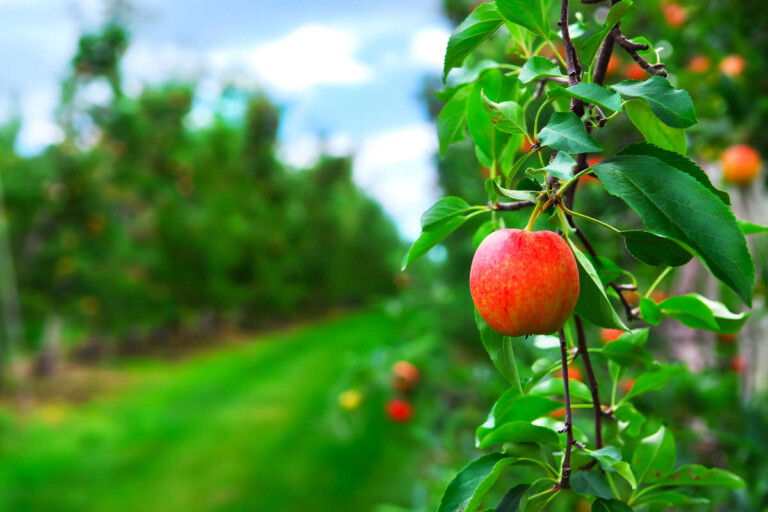 17 Delicious Fall Fruits (A-to-Z) for Seasonal Eating - Butter N Thyme