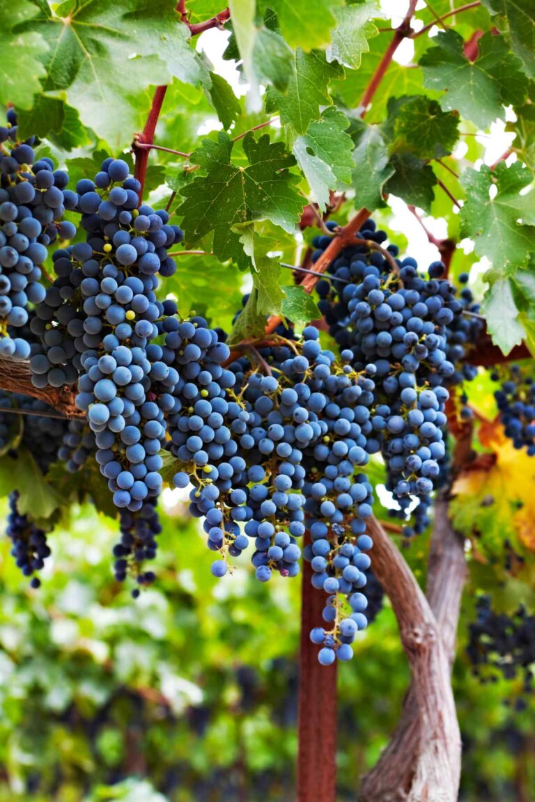 17 Delicious Fall Fruits (A-to-Z) for Seasonal Eating - Butter N Thyme