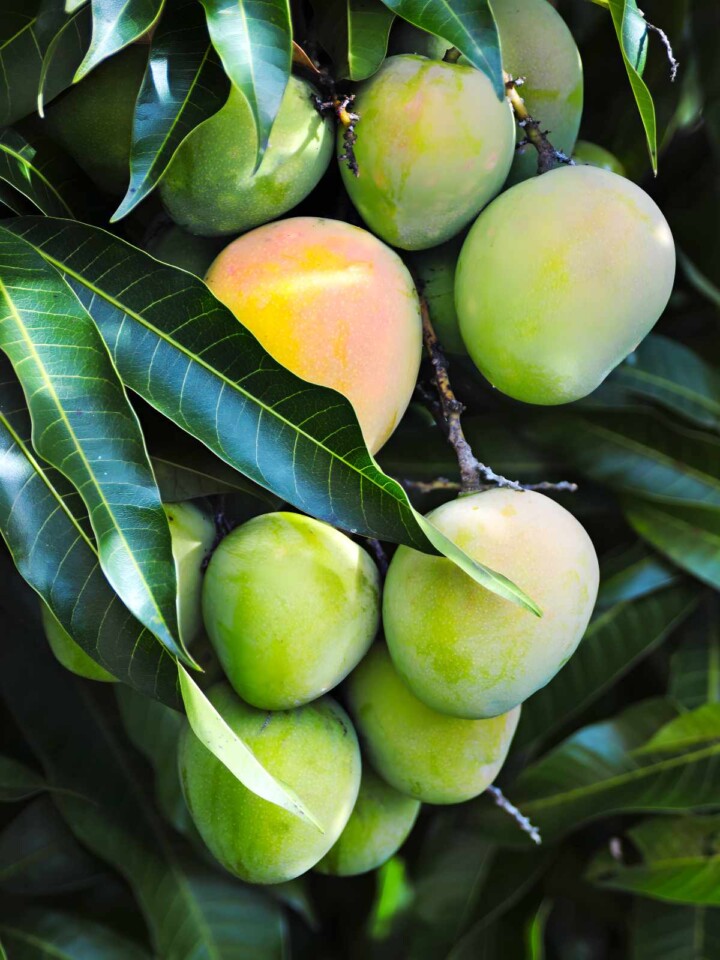 How Many Mangoes In A Pound, Cup, Quart 🥭 - Butter N Thyme