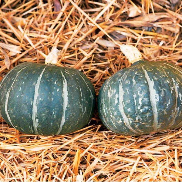 Kabocha Squash: Cuisines, Recipes, Uses - Butter N Thyme