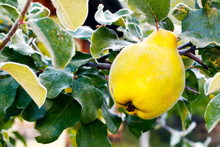 17 Types of Fall Fruits | A-to-Z List - Butter N Thyme