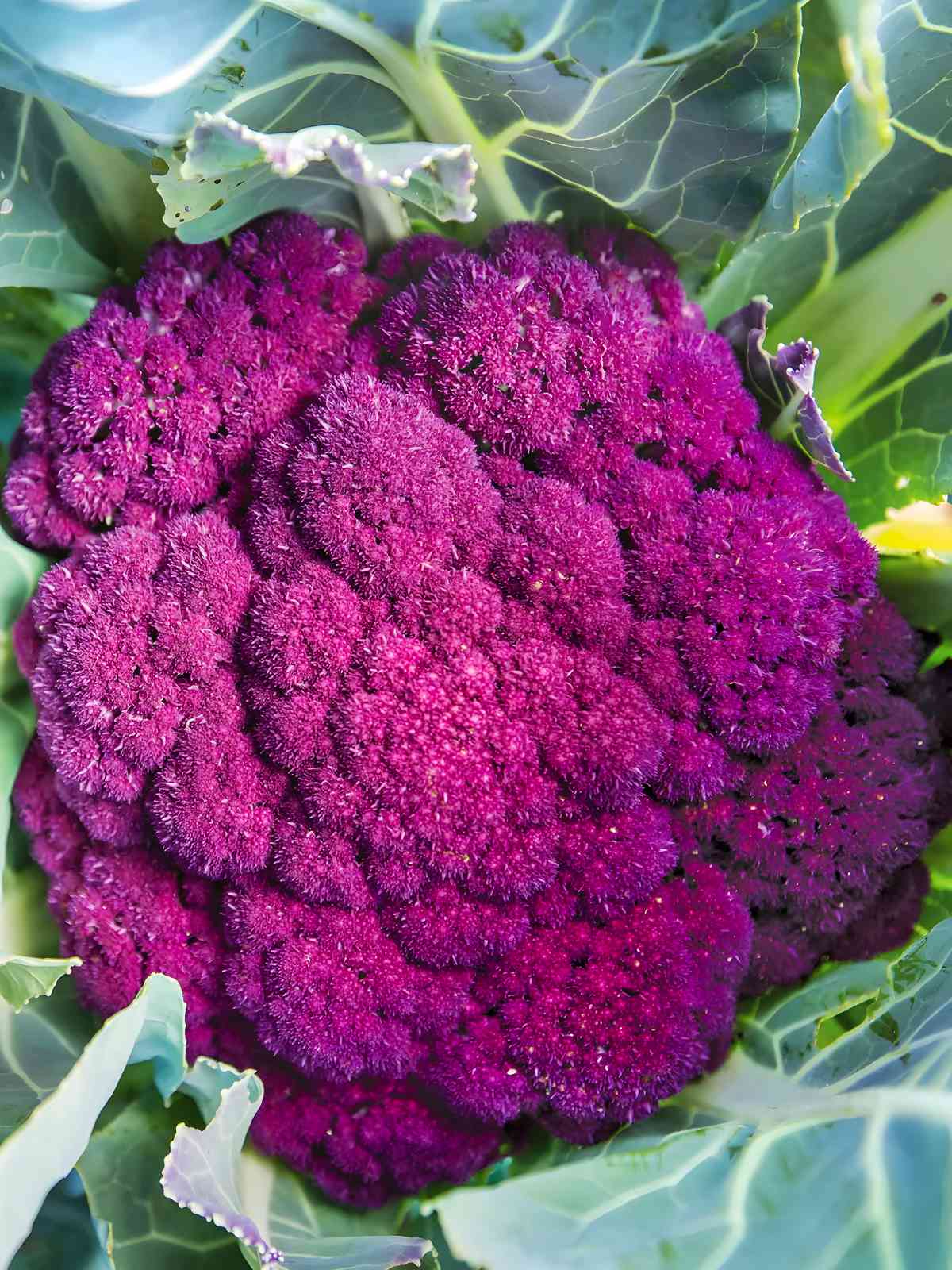 36 Types of Cauliflower: A-to-Z | Photos - Butter N Thyme