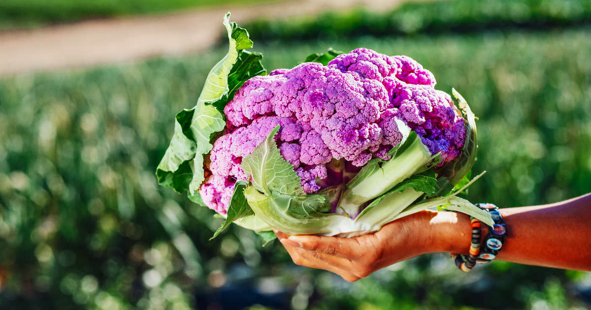 36 Types of Cauliflower: (A-to-Z) Photos - Butter N Thyme