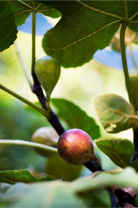 41 Types of Figs: (A-to-Z) Photos - Butter N Thyme