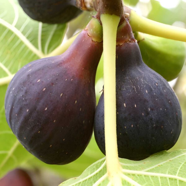 41 Types of Figs: (A-to-Z) Photos - Butter N Thyme